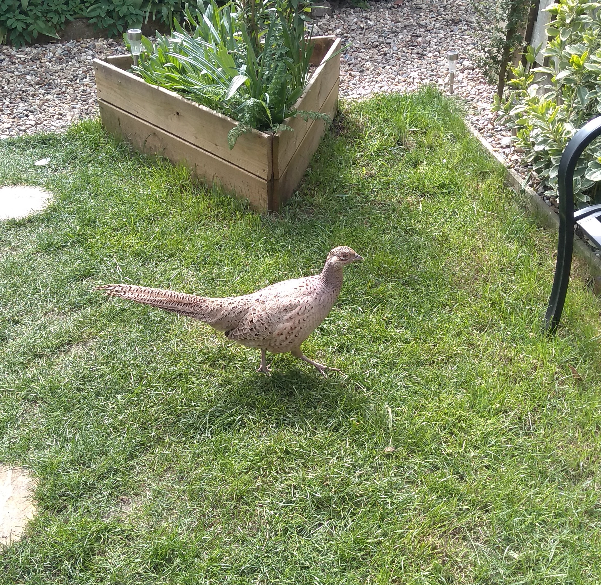 A Partridge in a Pear Tree – Perking the Pansies